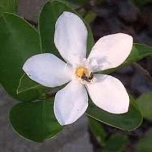 Arctic Snow Bush Flowering Plant in Half Gal Pot - Etsy