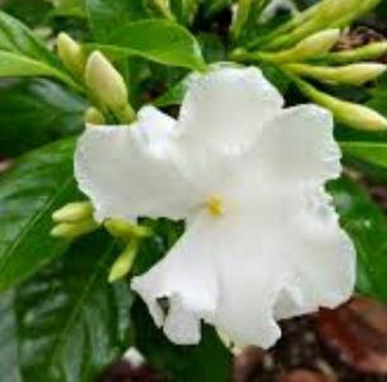 Crape Jasmine Florida Gardenia Double Petal Pinwheel Fragrance Flowers Live Plant in Half Gal ...