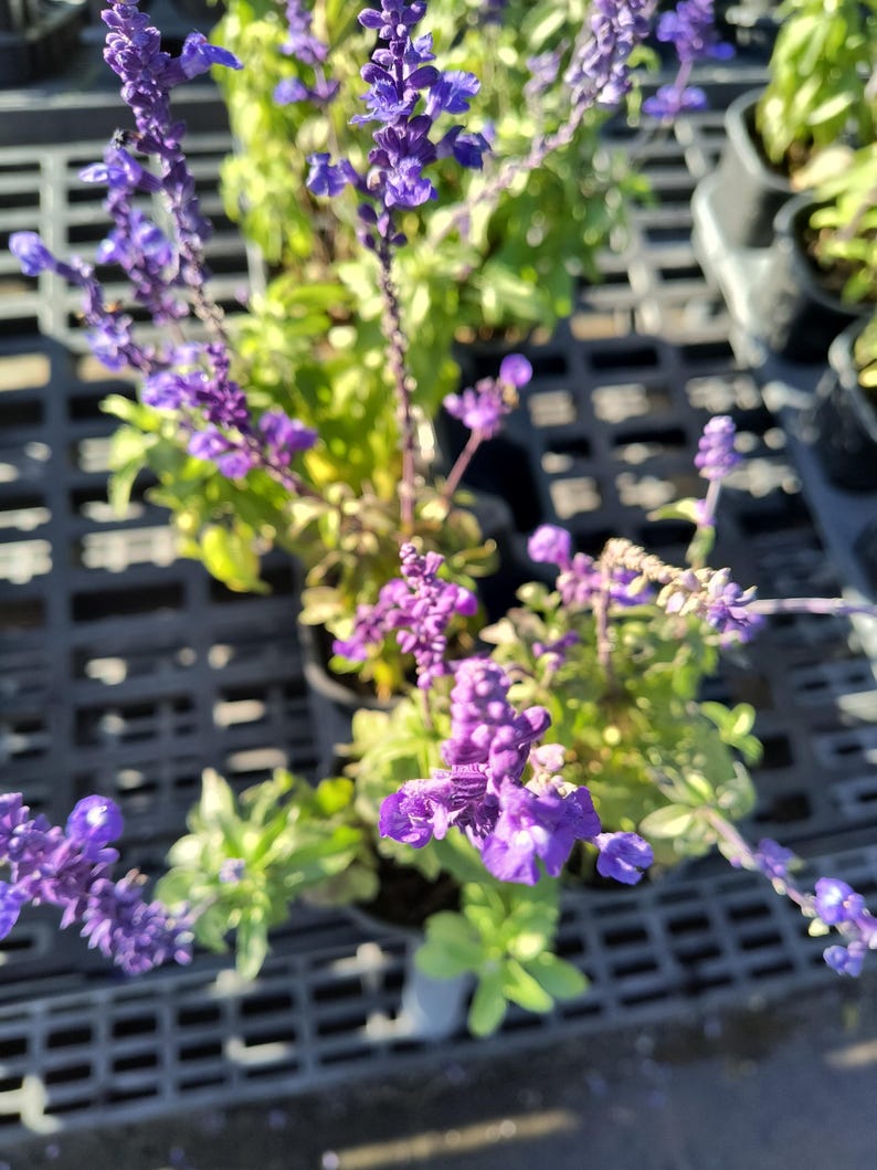 Salvia Nemorosa Live Plant in 4 Inch Pot Bumbleberry, Salvia Farinacea ...
