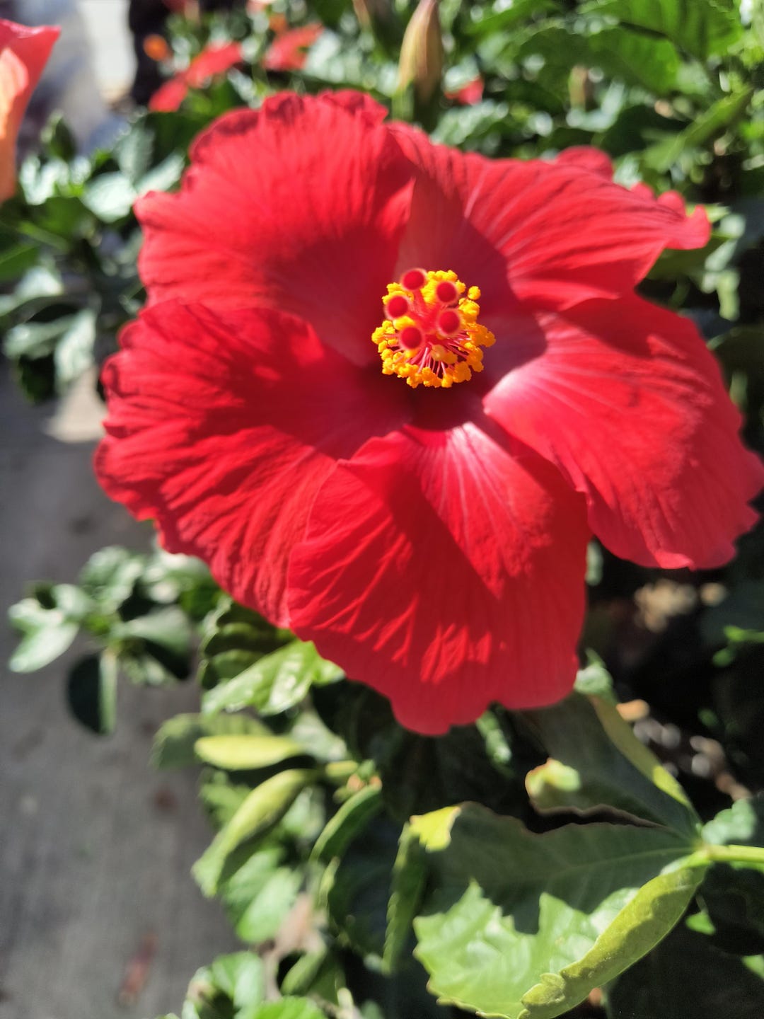 Red Hibiscus Plant in Half Gal Pot - Etsy