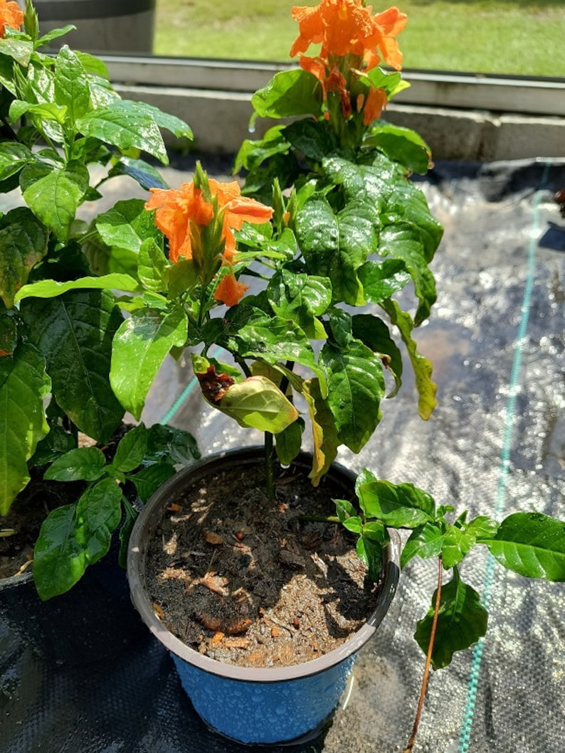 Crossandra Orange Live Plant (firecraker/kanakambaram) in Half Gal Pot ...