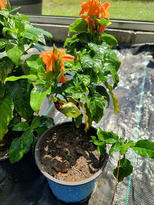 Crossandra Orange Live Plant (firecraker/kanakambaram) in Half Gal Pot ...