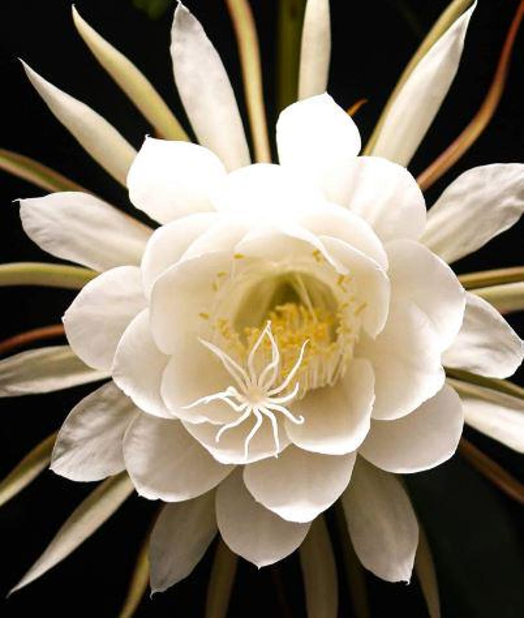 Queen of the Night | Brahma Kamal Plant in 4" and Half Gal Pot - Etsy