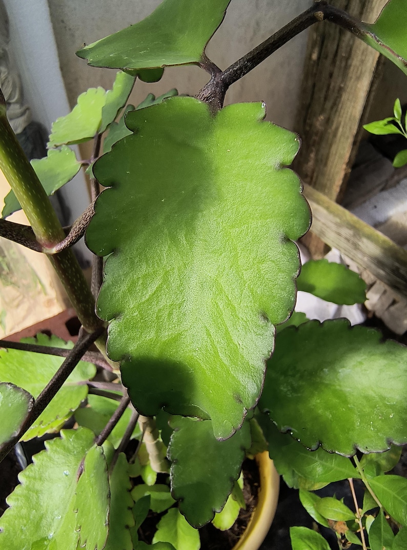 Organic Miracle Leaf - Etsy