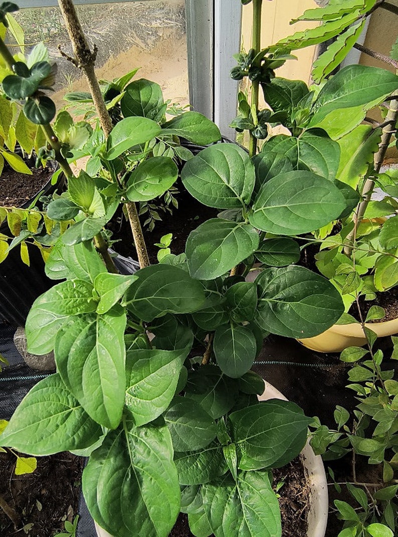 Barleria Cristata, Philippine Violet, Gorate White Flower Live Plant in ...