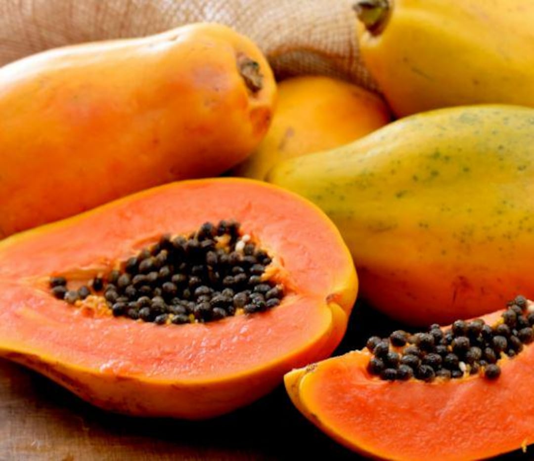 Organic Dwarf Papaya Red Lady Live Plant in 1 Gal Pot - Etsy