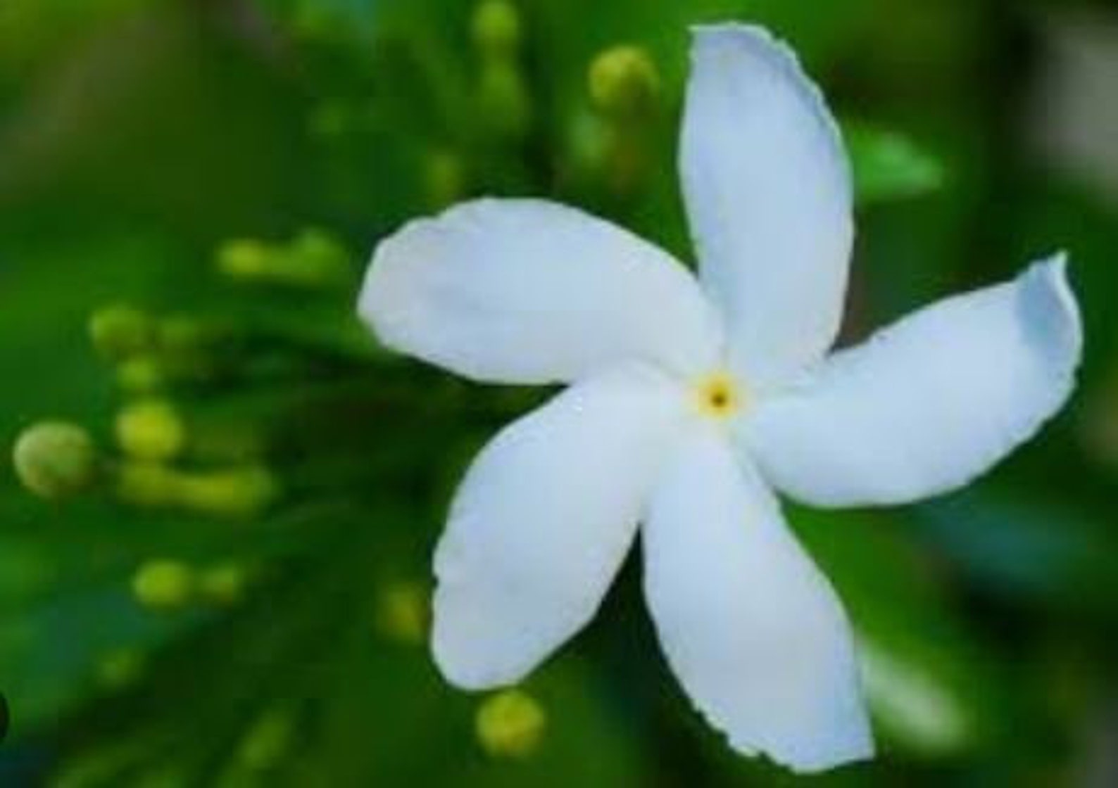 Half Gal Potted Pinwheel Flower, Crepe Jasmine, East India Rosebay, and ...