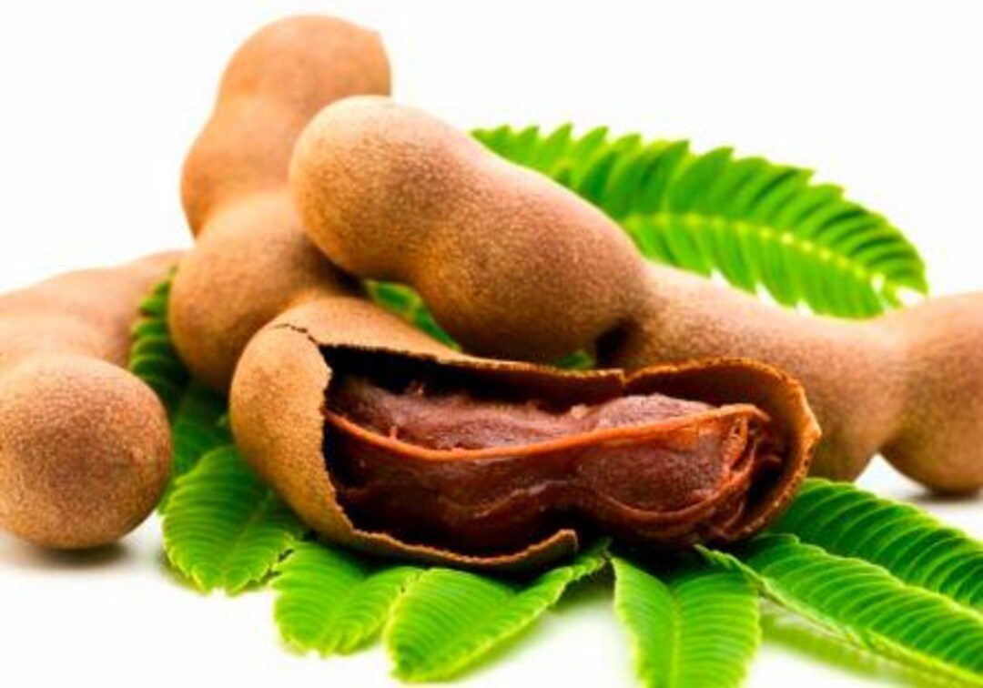 Organic Sweet Tamarind |tamarindus Indica Live Plant 18-22 Inch(2ft ...