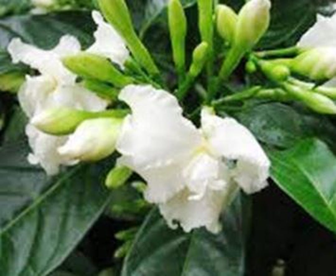 Crape Jasmine | Florida Gardenia | Double Petal Pinwheel Fragrance Flowers Live Plant in Half ...