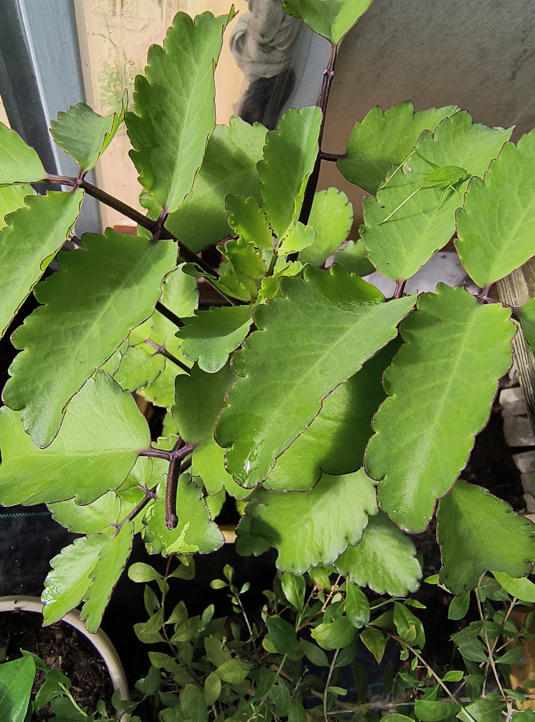 Organic Miracle Leaf Large Live Plant, Leaf of Life, Plantkalanchoe ...