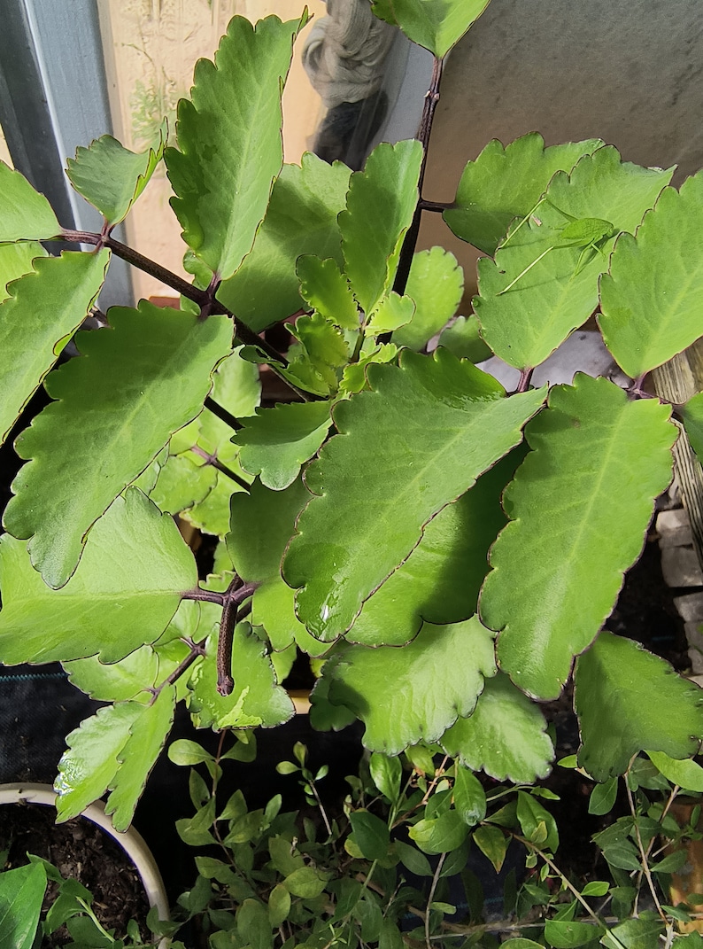 Organic Miracle Leaf Large Live Plant, Leaf of Life, Plantkalanchoe ...