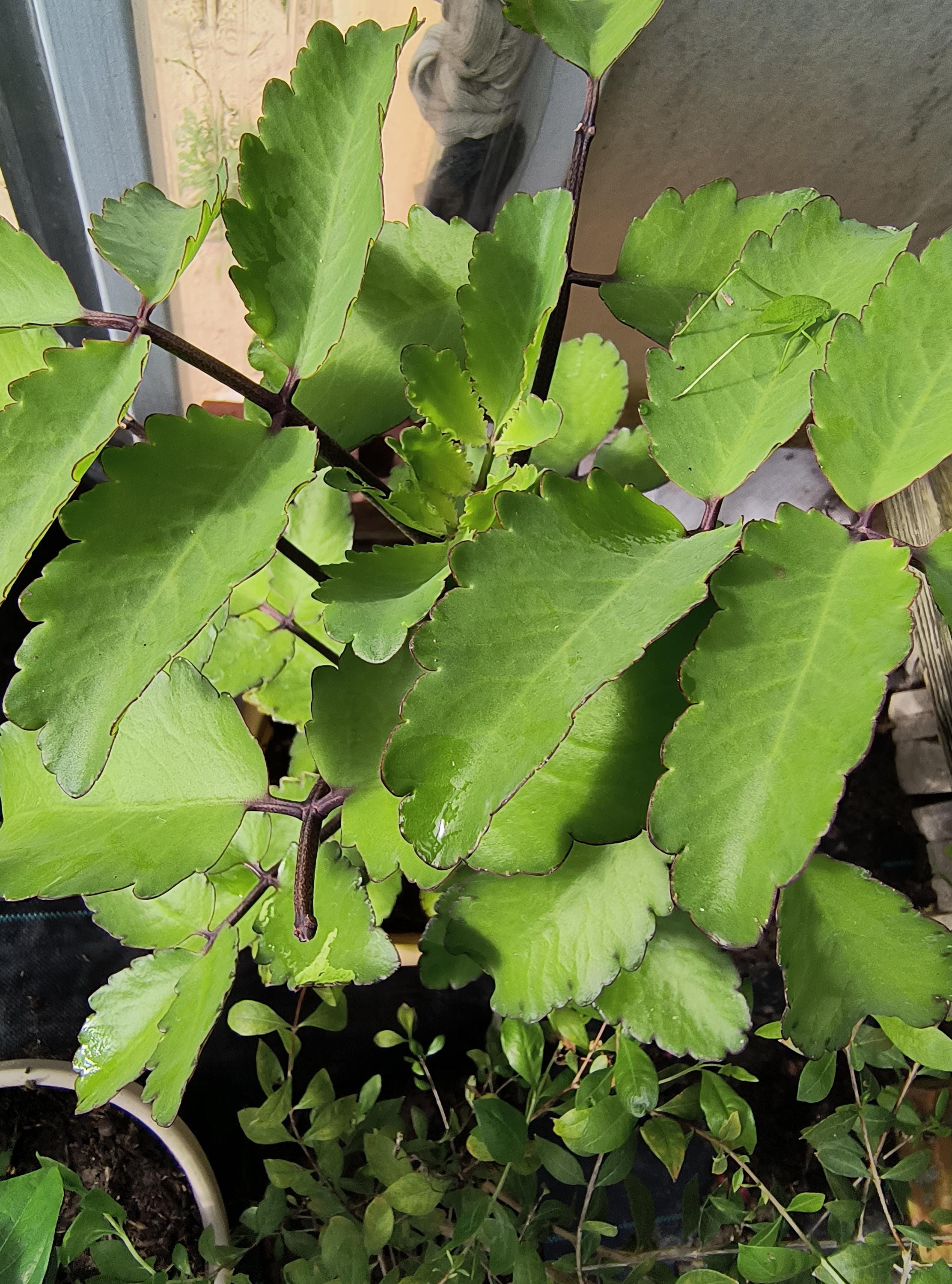 Organic Miracle Leaf - Etsy