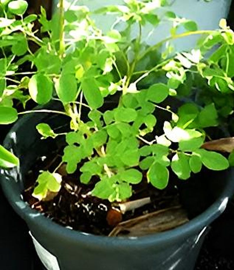 Organic Dwarf Moringa, 5-10 Inch Plant in 4inch Pot - Etsy