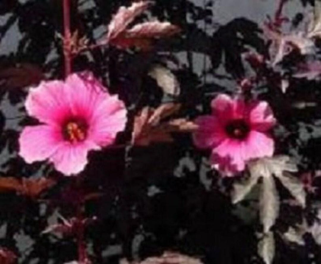 Hibiscus Mahogany Splendor Plant in 4 Inch Pot - Etsy