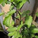 Organic Miracle Leaf Large Live Plant, Leaf of Life, Plantkalanchoe ...