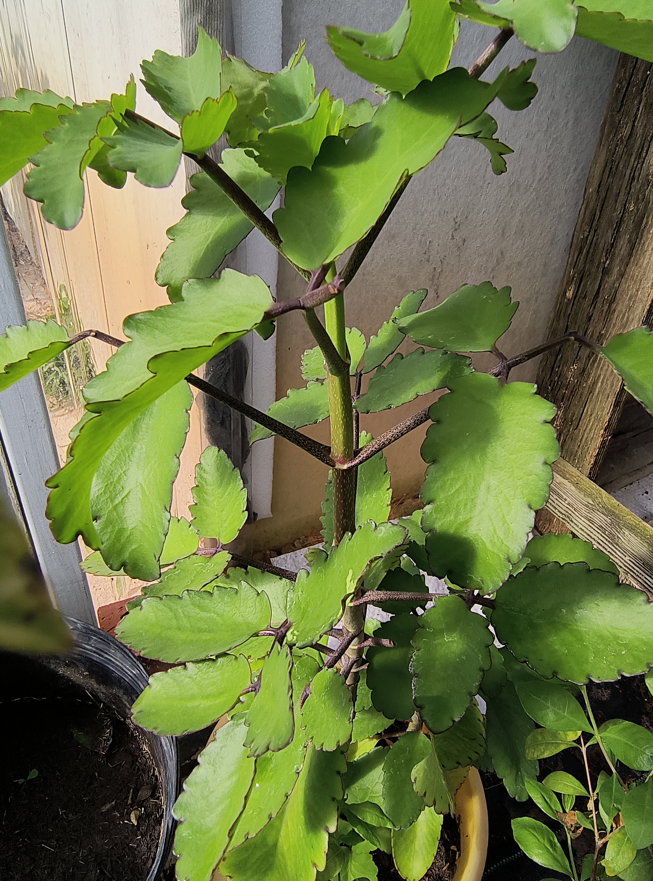 Organic Miracle Leaf Large Live Plant, Leaf of Life, Plantkalanchoe ...