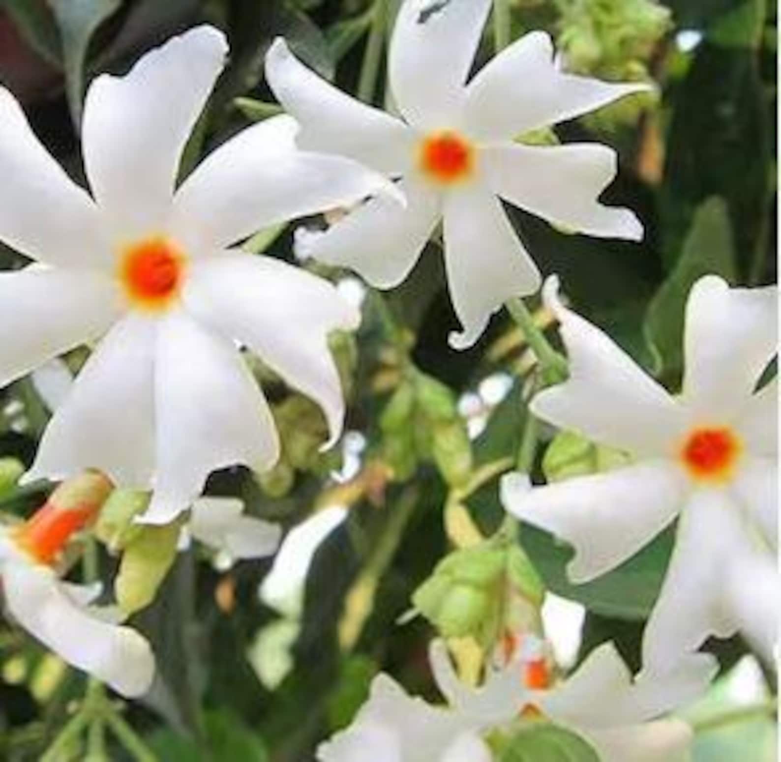 Parijatha Plant in Half-gallon Pot Coral Jasmine Harshringar Night ...