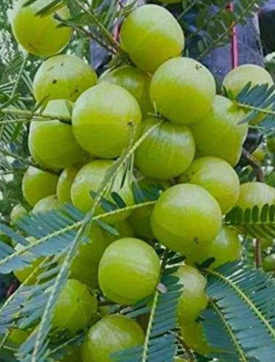 Organic Dwarf Amla, Indian Gooseberry Plant in Pot - Etsy