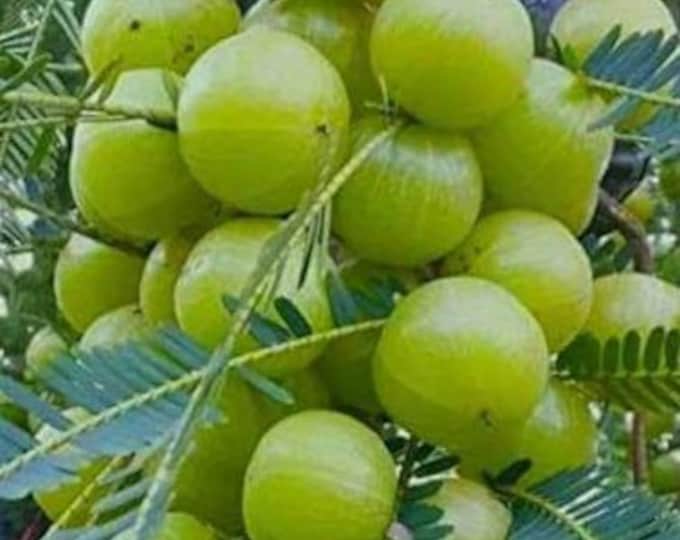 Organic Dwarf Amla, Indian Gooseberry Plant in Pot - Etsy