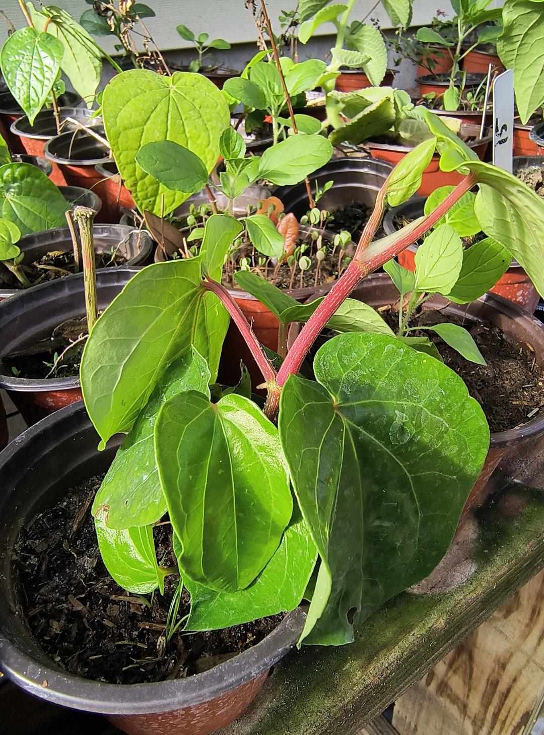 Organic Betel Leaf Plant, Paan, Piper Betle Vine, Barui, Bai Phu, Herb ...