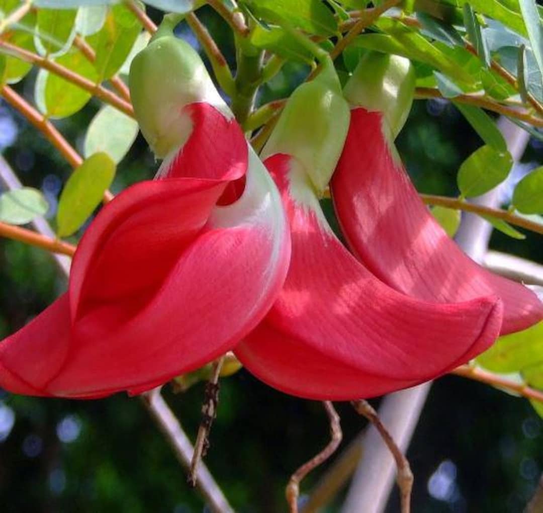 Hummingbird Tree (sesbania Grandiflora) Live Plant in Half Gal Pot - Etsy