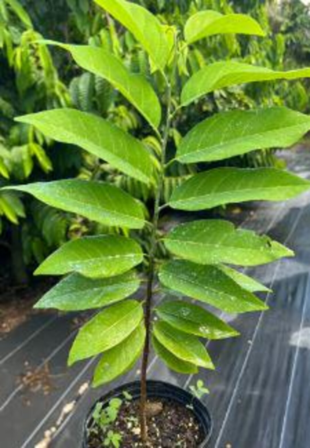 Organic Sugar Apple Custard Apple Sita Phal in One Gallon Pot , Srikaya ...