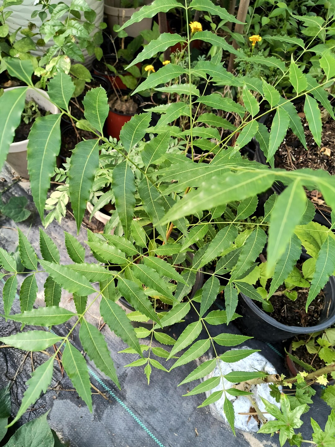 Large Organic Indian Neem Tree 18-22 Inch (around 2ft) in One Gal Pot ...