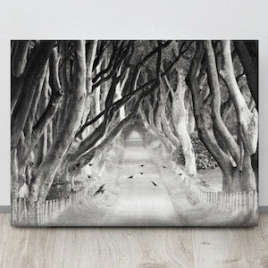 The Dark Hedges, Spooky TREES, Northern IRELAND, Surreal Landscape ...