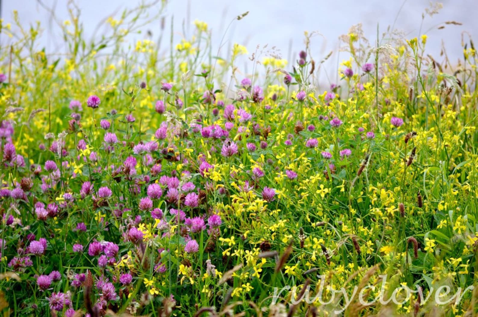 Field of CLOVER in Co. WATERFORD IRELAND Irish Flora Nice | Etsy