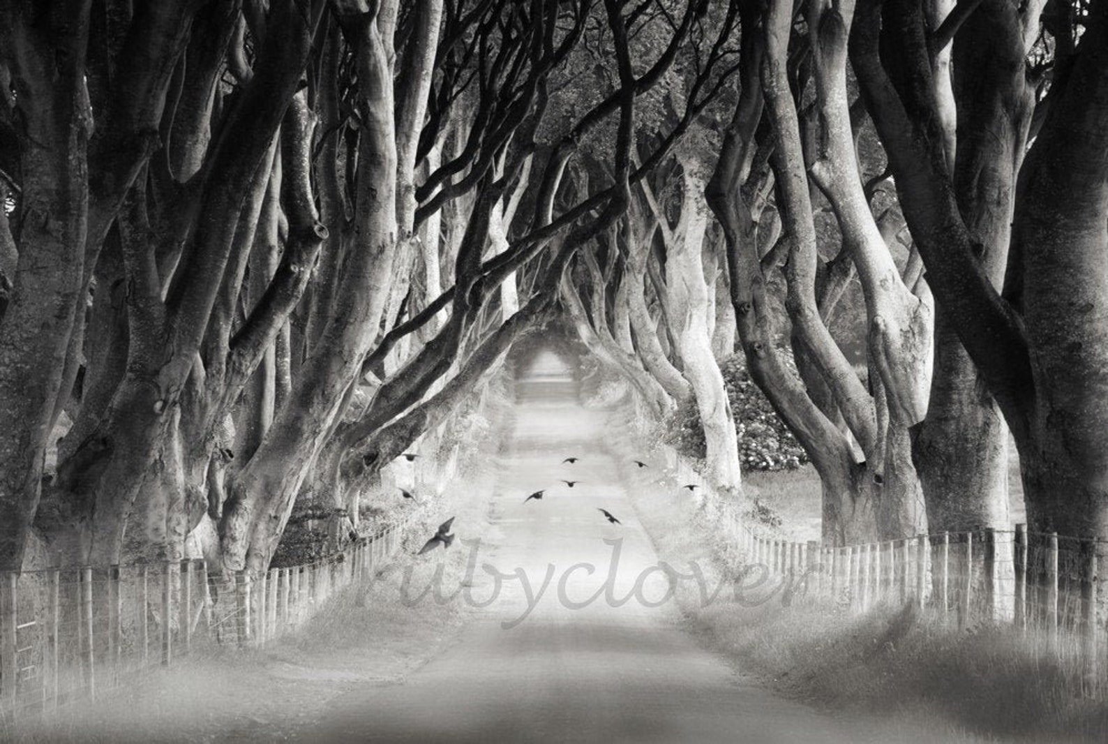 The Dark Hedges Spooky TREES Northern IRELAND Surreal - Etsy
