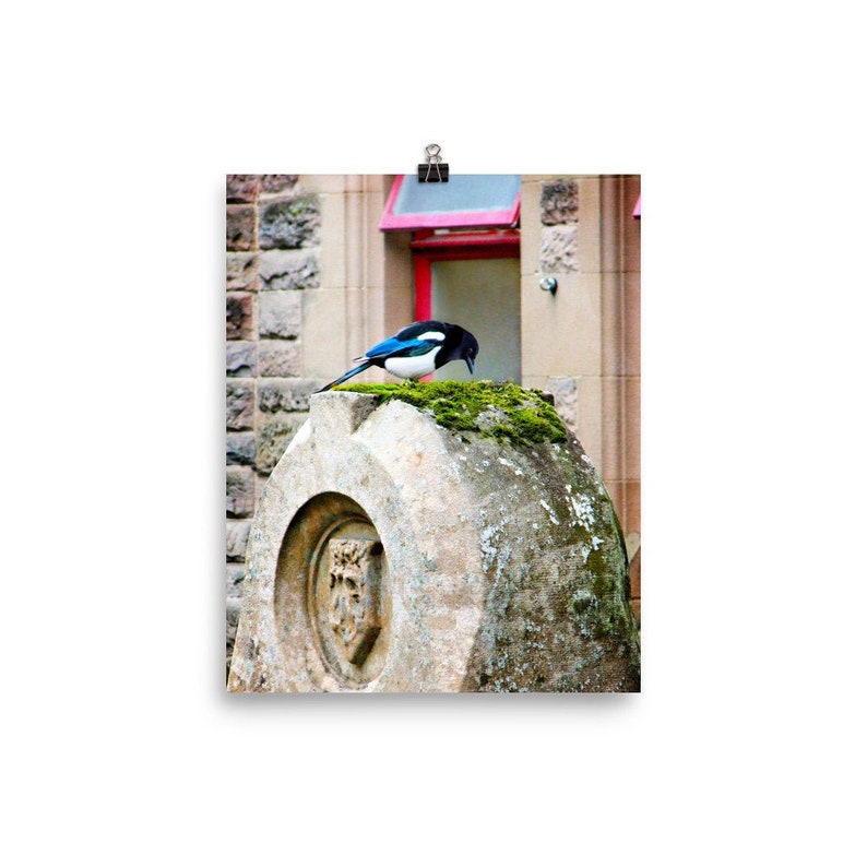 Magpie at Belfast Castle Antrim Northern Ireland Irish | Etsy