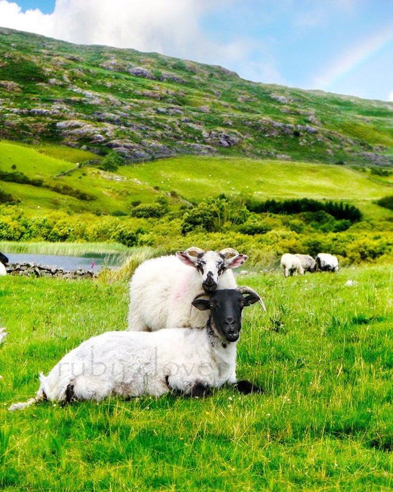 SHEEP LOVE Irish Nature Photo Connemara Co. Galway IRELAND - Etsy Hong Kong