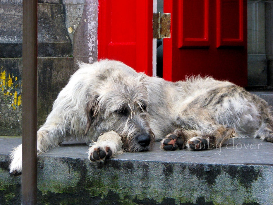 IRISH Wolfhound, Ballyseede Castle, Tralee , Co. Kerry, IRELAND Photo ...