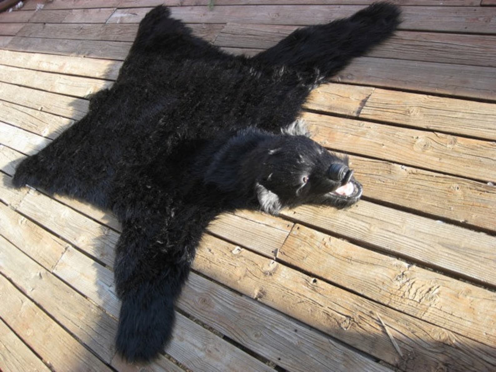 Black-as-night Bearskin Rug - Limited Edition - Etsy