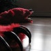 Dramatic Red Faux Bearskin Rug - Limited Edition (21) - Etsy