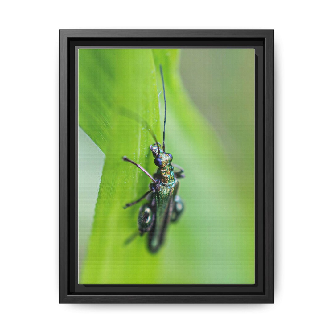 Canvas Print, Beetle Macro Photograph Wall Art Framed Nature Insect ...