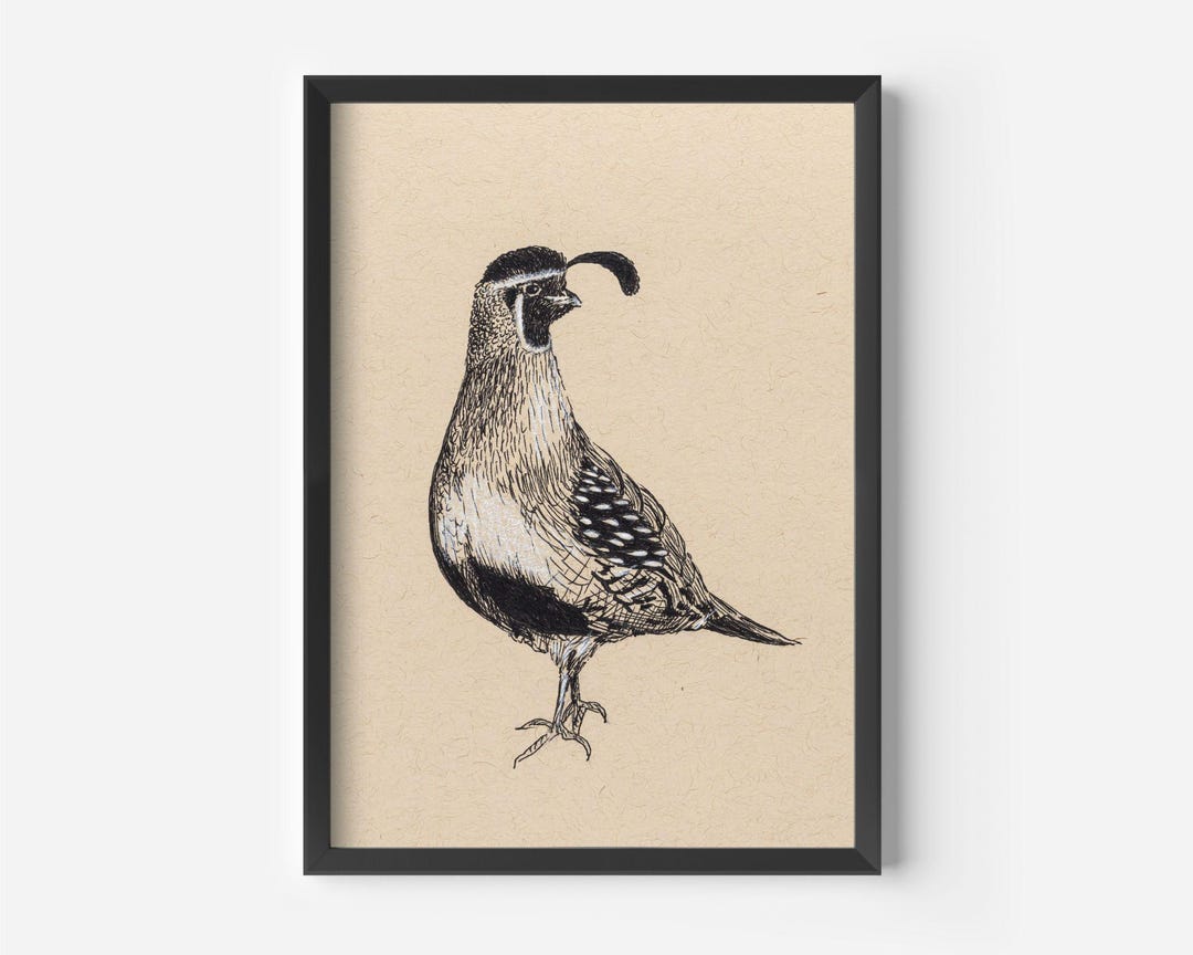 Quail Sketch | Art Print | Western Wall Art | Pen and Ink | Vintage ...