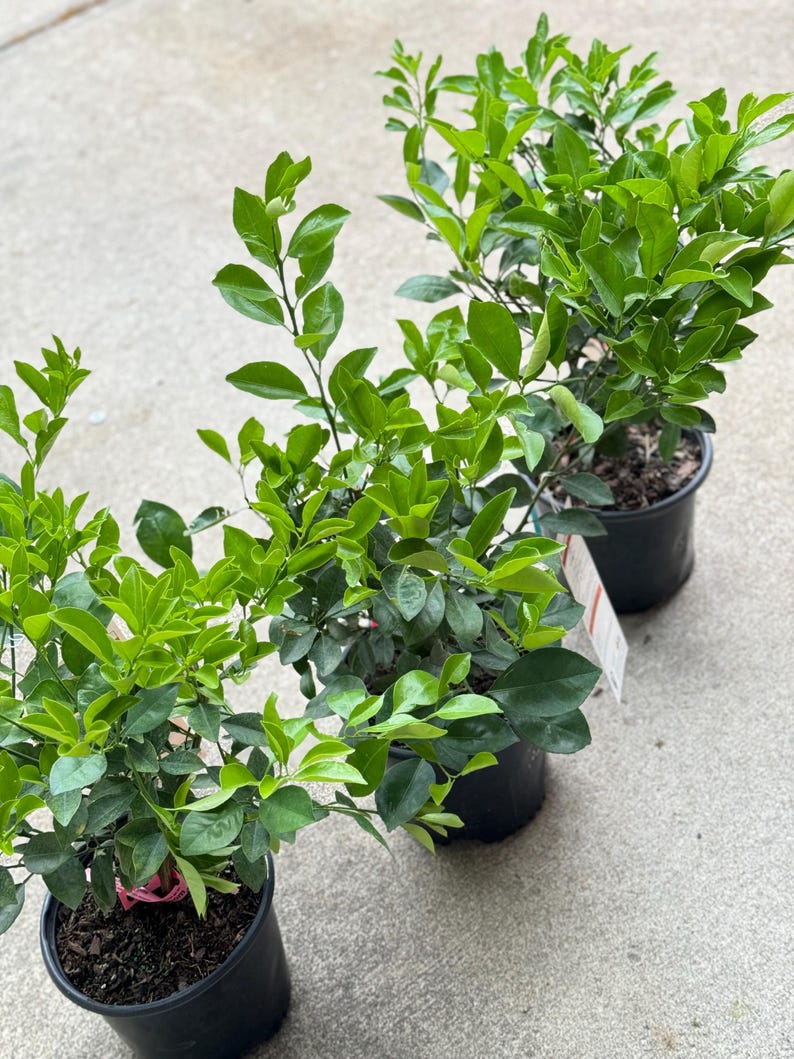 8” Calamondin/ Kalamansi Tree - Etsy