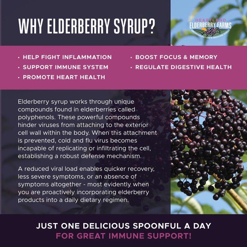 Elderberry Syrup (13oz) - Zero Water Added Highly Concentrated Immune ...