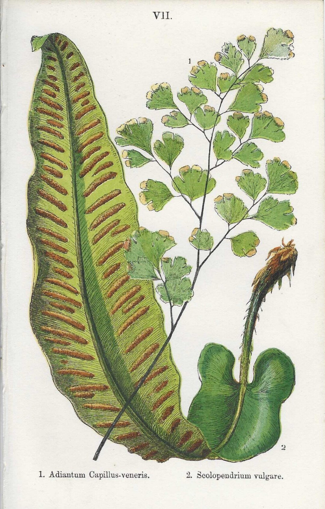 Antique Fern Book Plate - Etsy