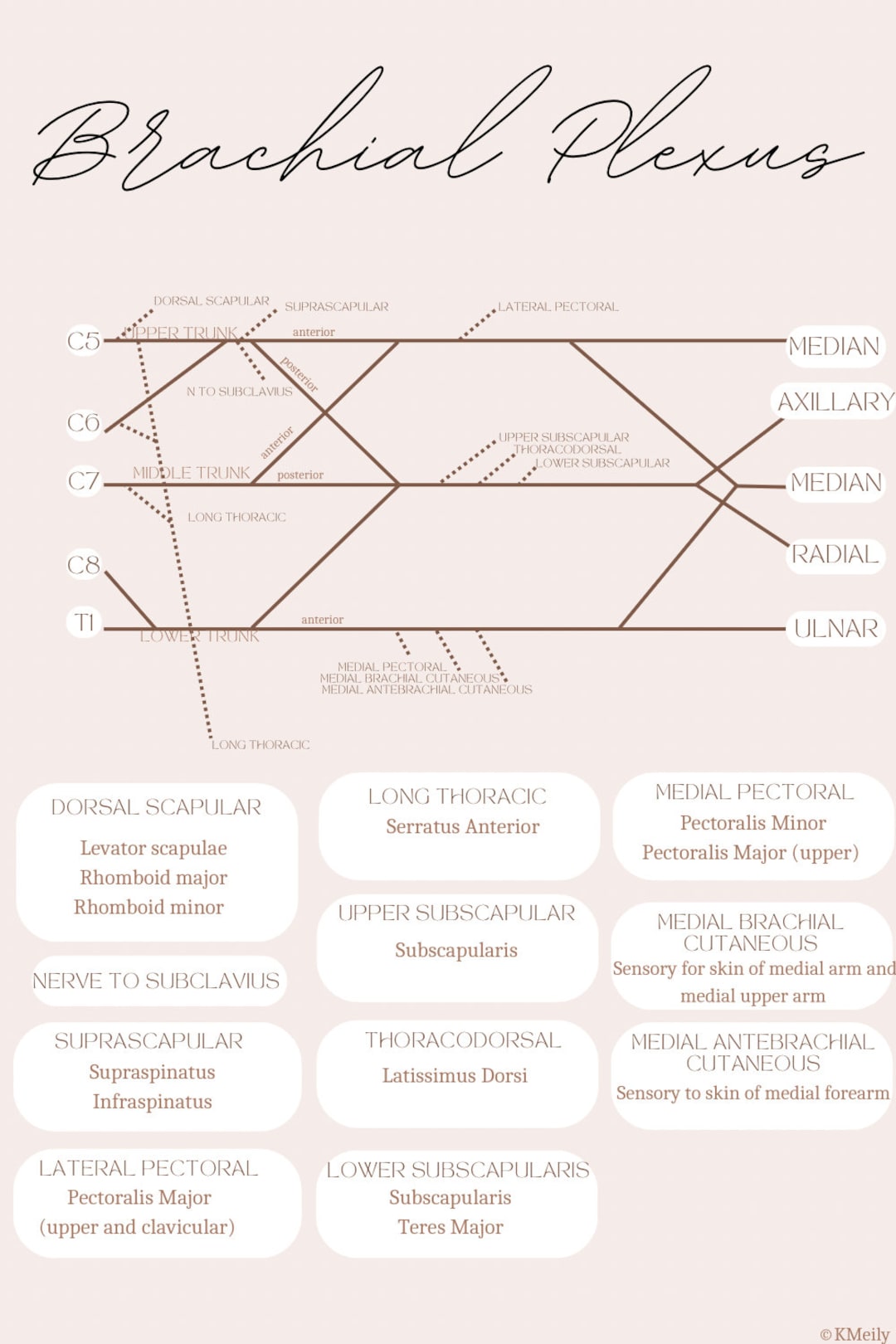 Brachial Plexus, Ortho Cheat Sheet, Orthopedic Cheat Sheet, OCS Study ...