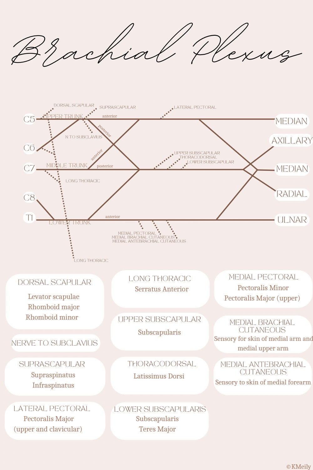 Brachial Plexus, Ortho Cheat Sheet, Orthopedic Cheat Sheet, OCS Study ...