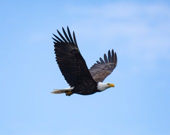 Photo of a Golden Eagle in Flight - Etsy