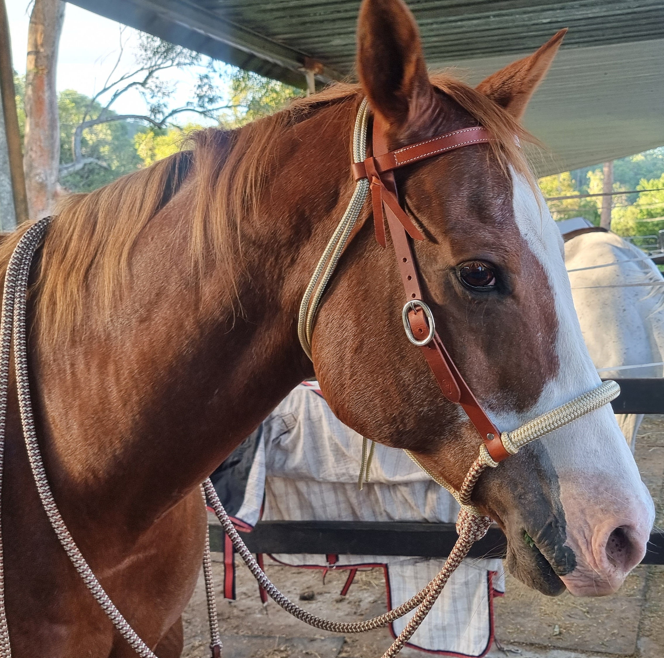 Loping Hackamore Bitless Bridle - Etsy
