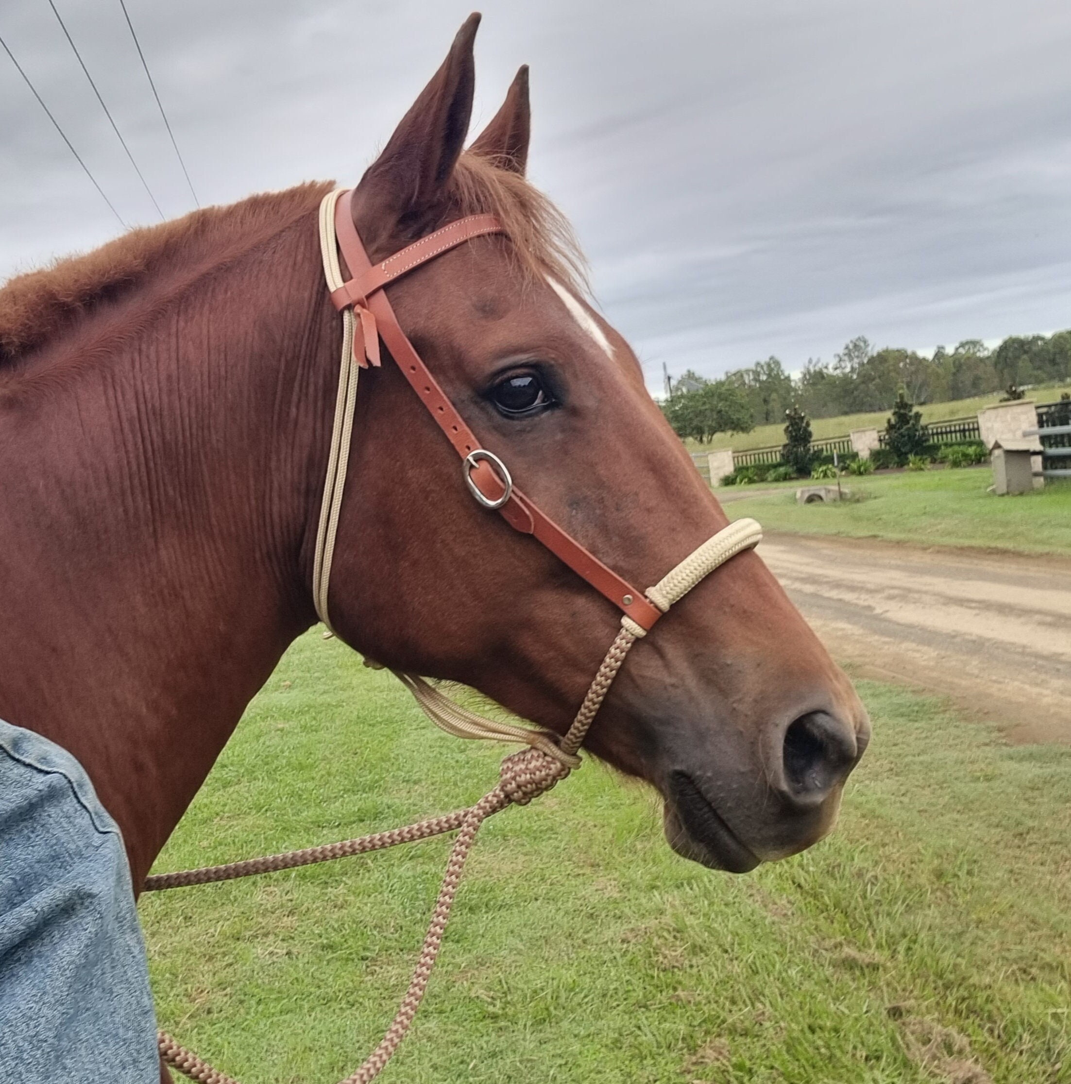 Loping Hackamore Bitless Bridle - Etsy