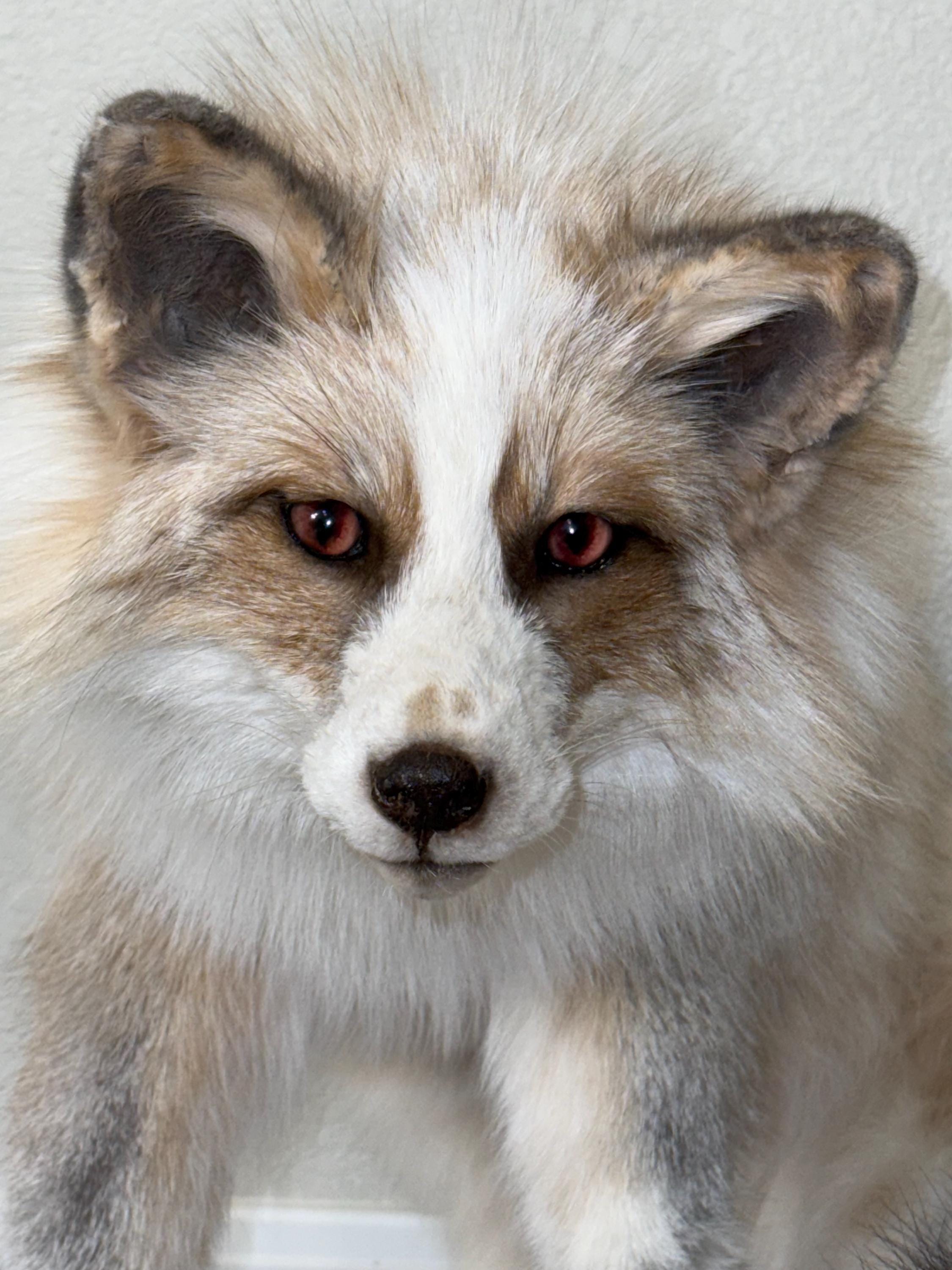 Soft Mount Fox Commission - Etsy