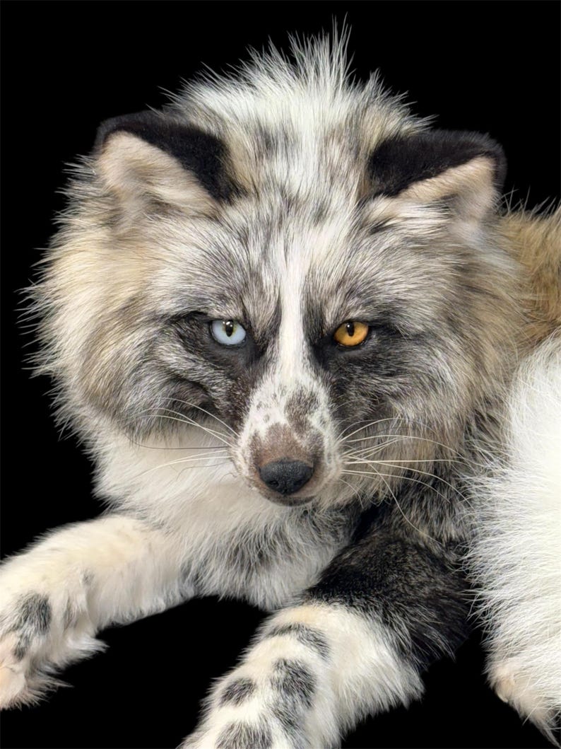 Soft Mount Fox Commission - Etsy