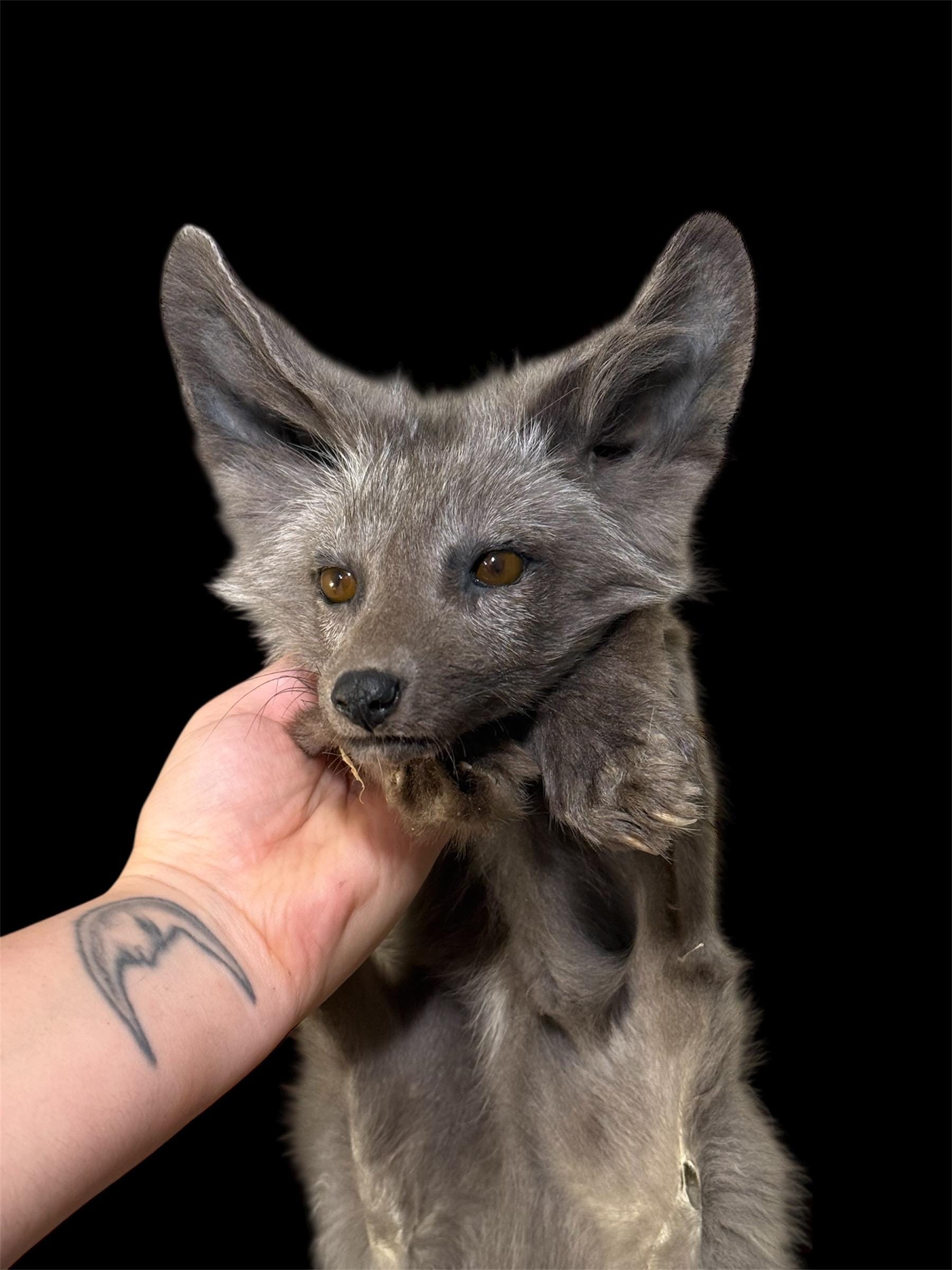 Soft Mount Fox Commission - Etsy