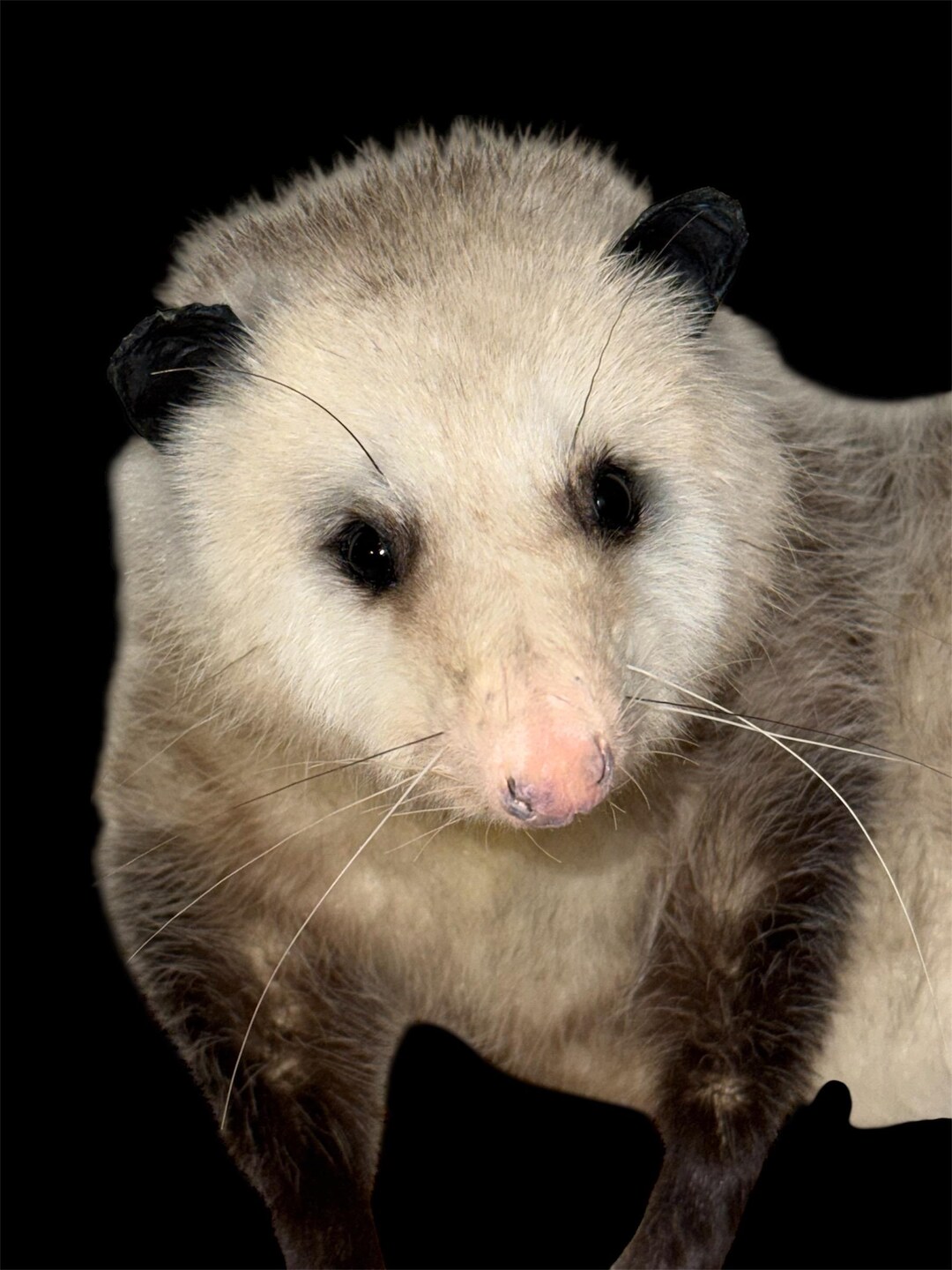 Soft Mount Opossum Commission - Etsy