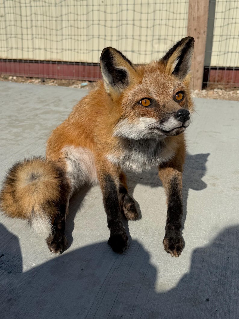 Soft Mount Fox Commission - Etsy